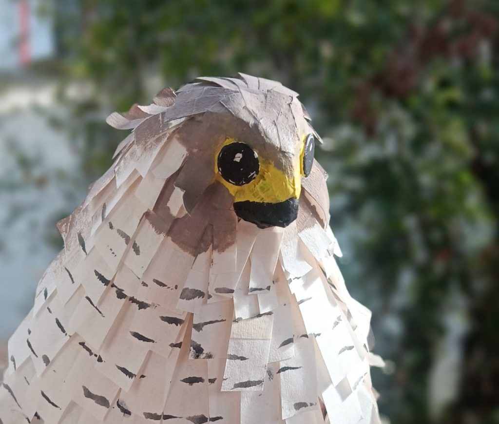 Peregrine Falcon - paultjr